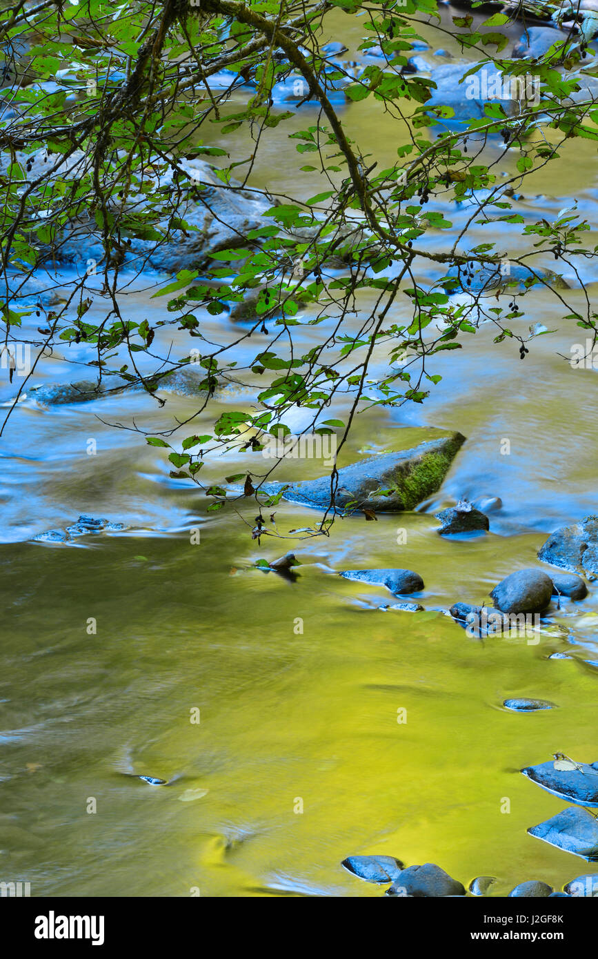 USA, Oregon. Alder tree over South Fork Wilson River. Credit as: Steve ...