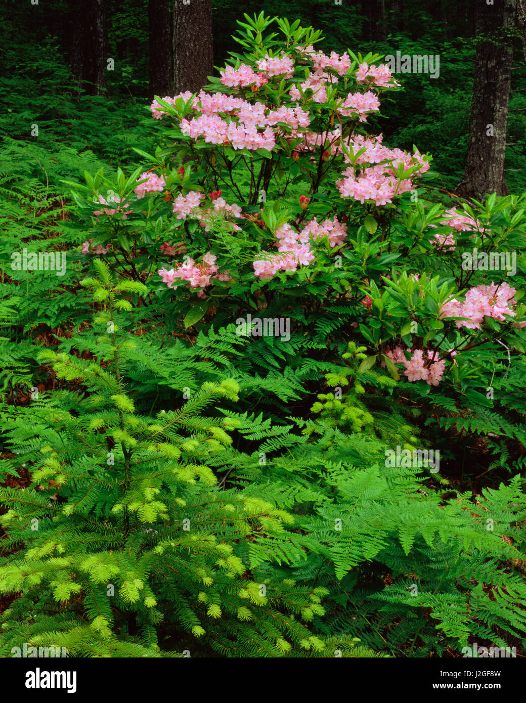 USA, Oregon, Bull of the Woods Wilderness. Wild rhododendron and ...