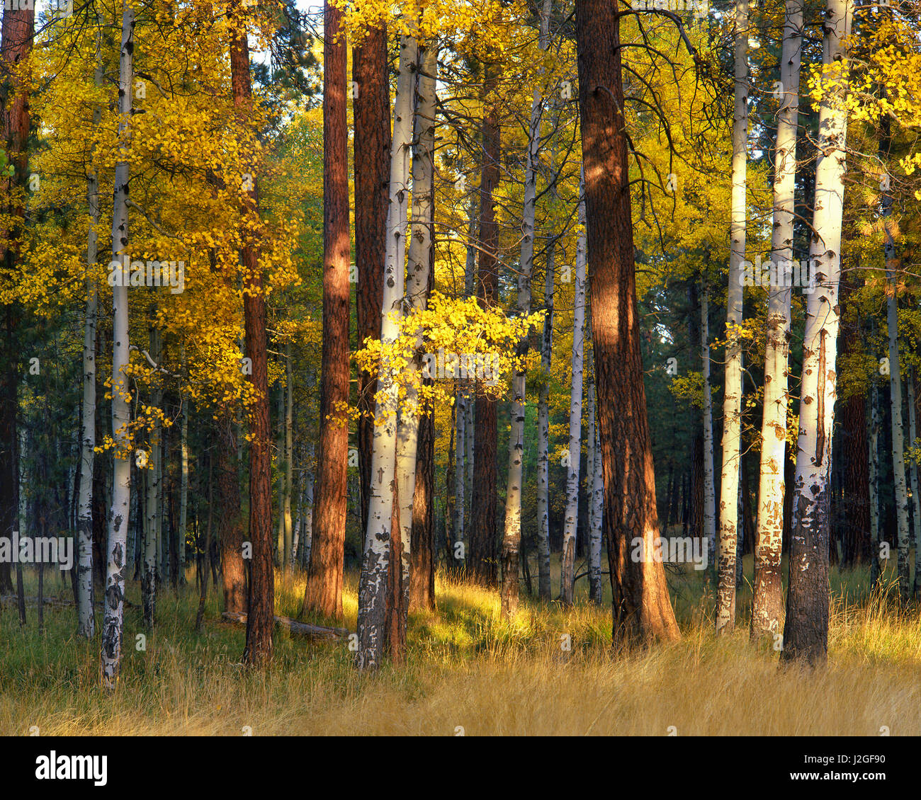 USA, Oregon, Deschutes National Forest. Aspen and ponderosa trees in ...