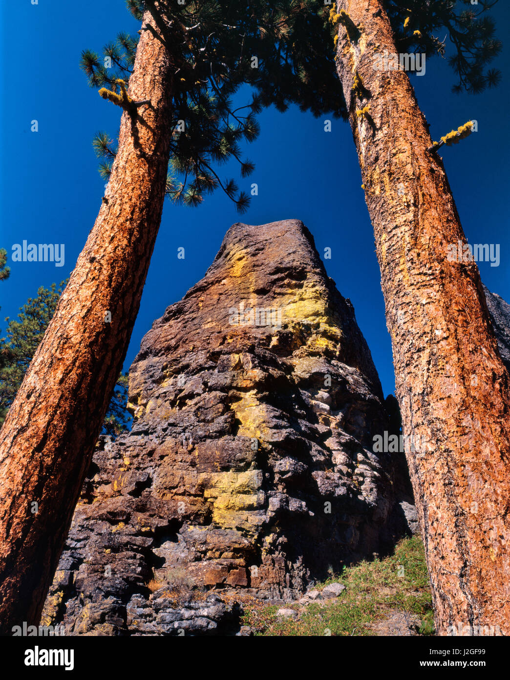 Gearhart mountain wilderness trees hi-res stock photography and images ...