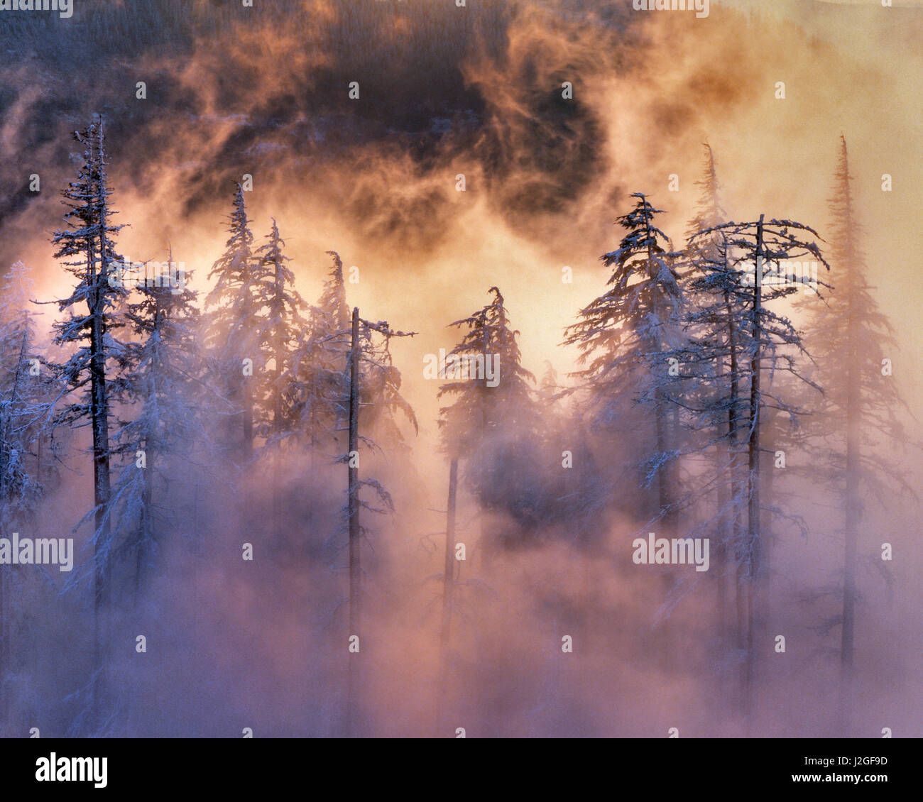 USA, Oregon, Mt Hood National Forest. Evergreens in fog. Credit as ...