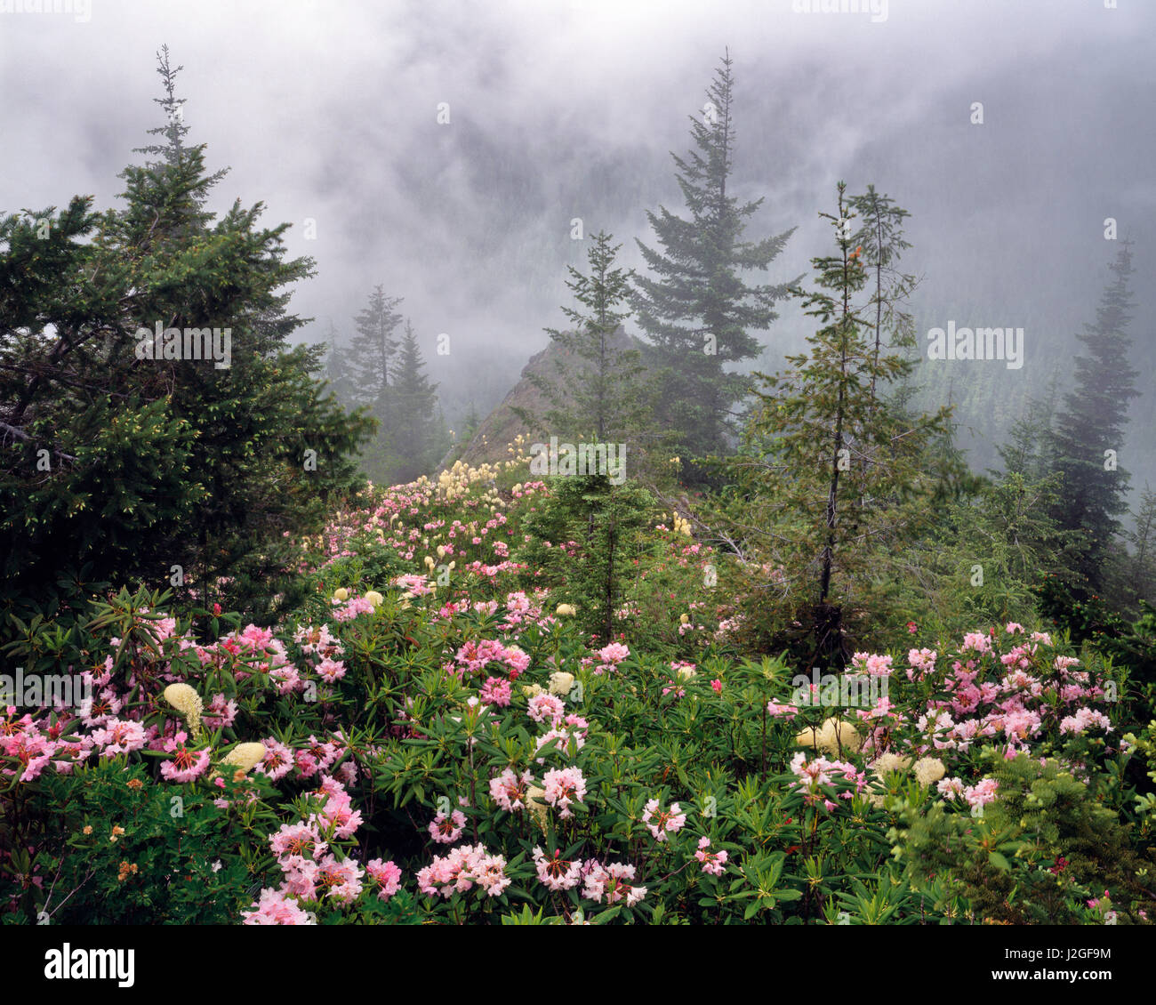 USA, Oregon, Mt Hood National Forest. Rhododendrons and beargrass in ...