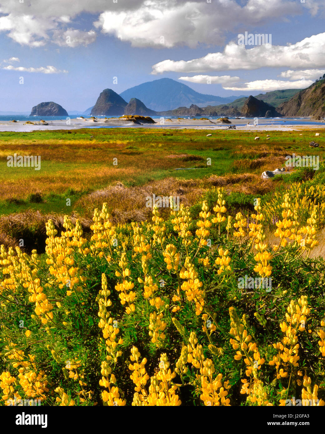 Oregon landscape yellow lupine ocean beach hi-res stock photography and ...