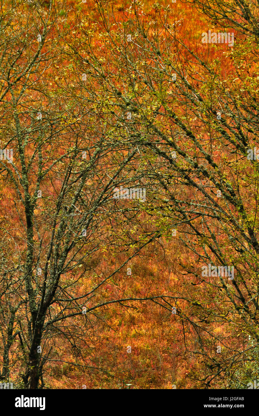 USA, Oregon, Portland. Moss-covered trees against field of grasses ...