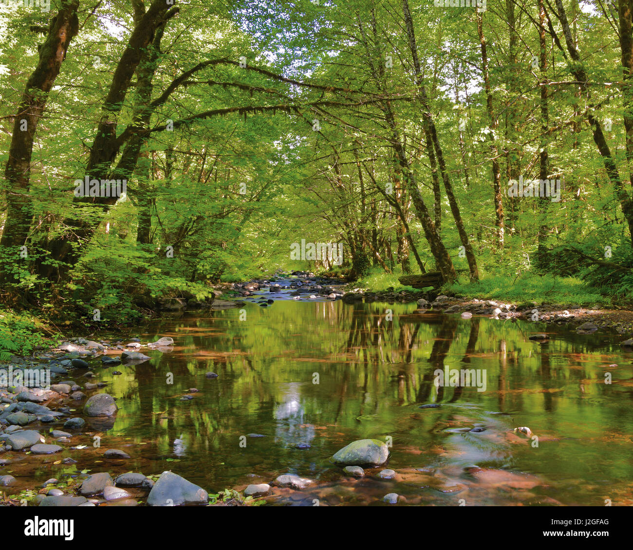 Tillamook state forest wilson river hi-res stock photography and images ...