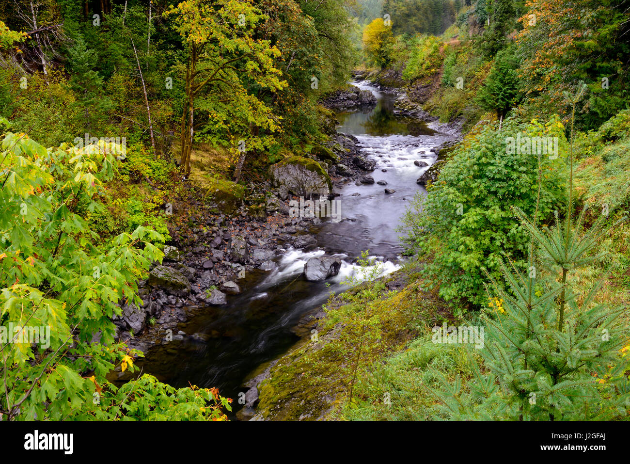 Tillamook state forest wilson river hi-res stock photography and images ...