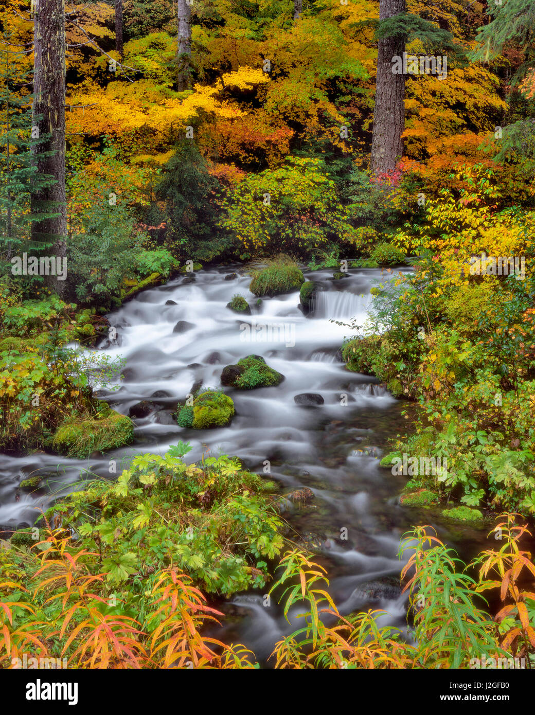 USA, Oregon, Willamette National Forest. Roaring River running through ...