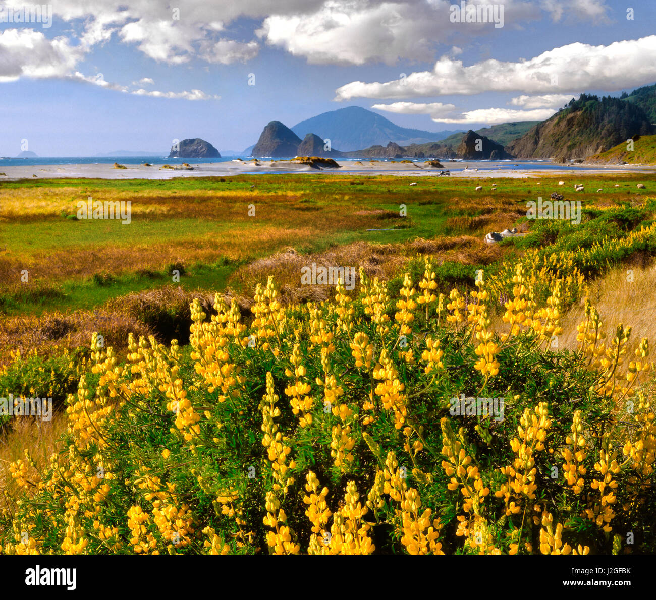 Oregon landscape yellow lupine ocean beach hi-res stock photography and ...