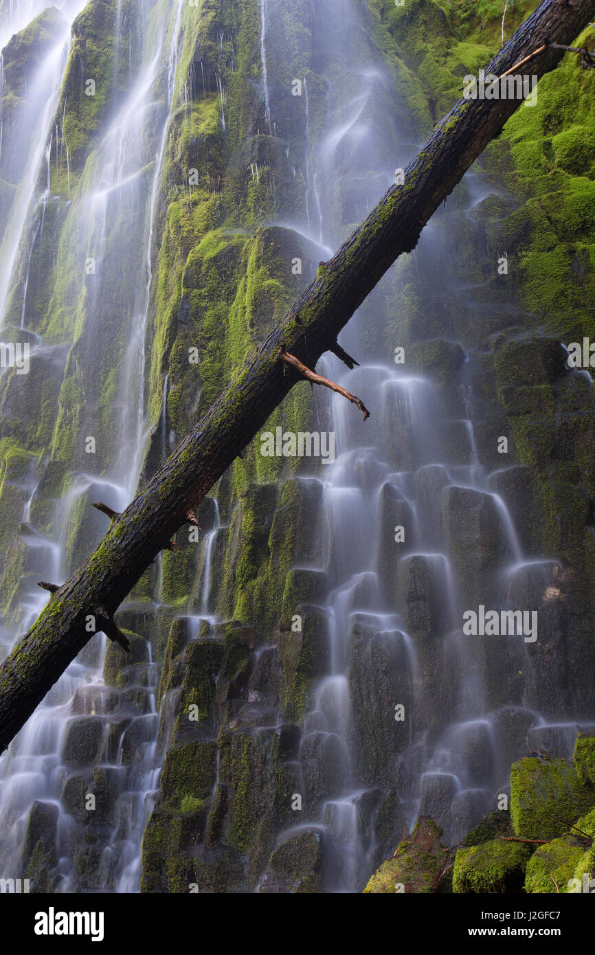 USA, Oregon, Proxy Falls. Waterfalls over basalt columns. Credit as ...