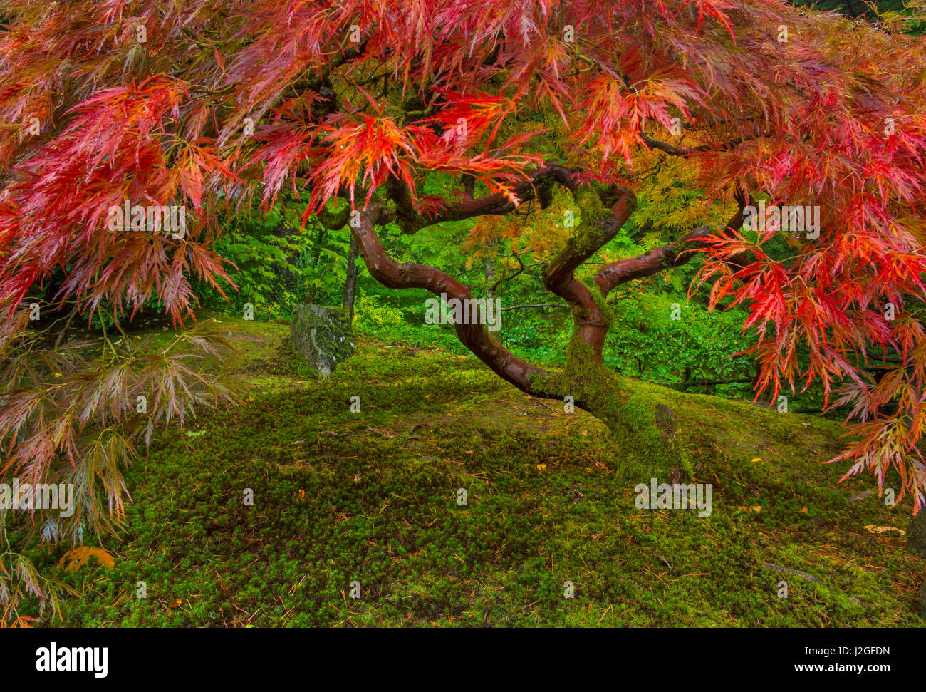 Japanese maple tree in autumn color at the Japanese Gardens in Portland ...