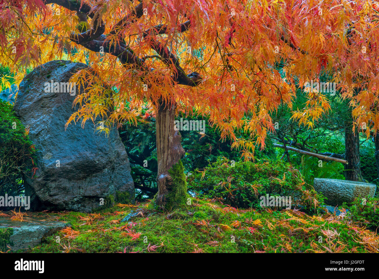 Japanese maple tree in autumn color at the Japanese Gardens in Portland ...