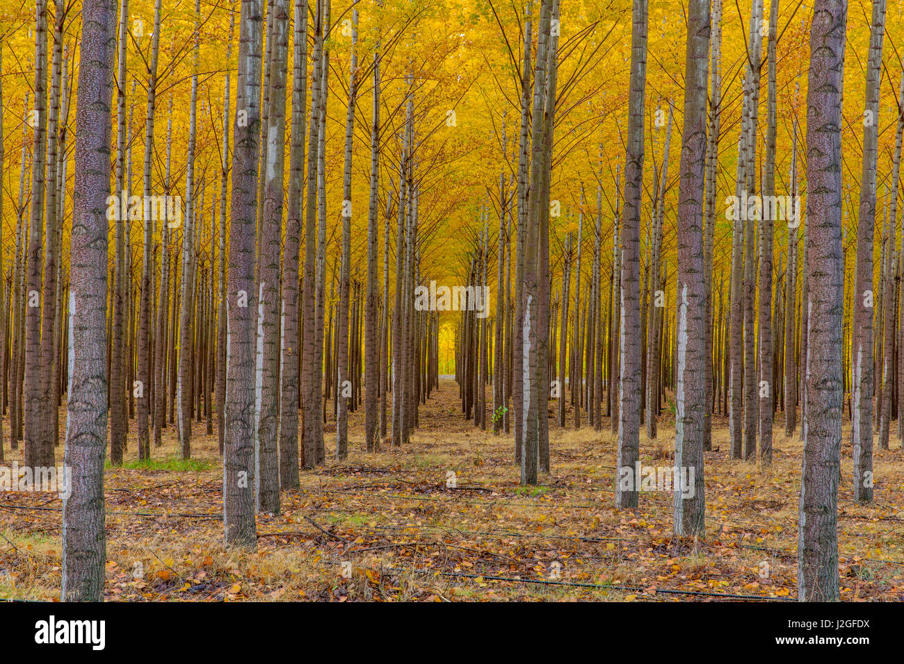 Pacific Albus trees in orderly fashion at a tree farm near Hermiston ...