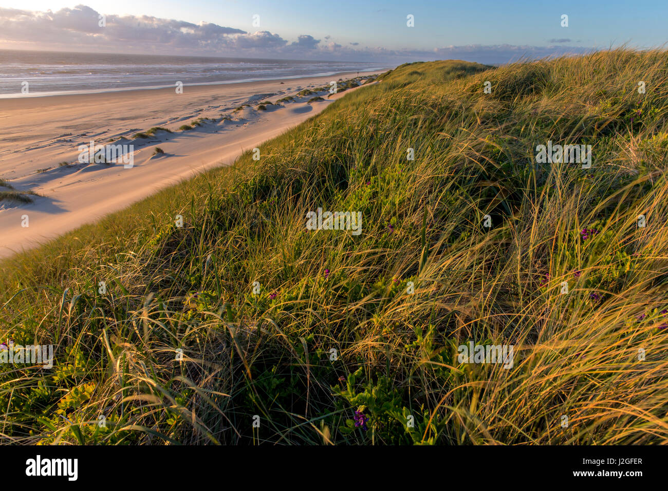Sand dunes and Pacific Ocean in the Oregon Dunes National Recreation ...