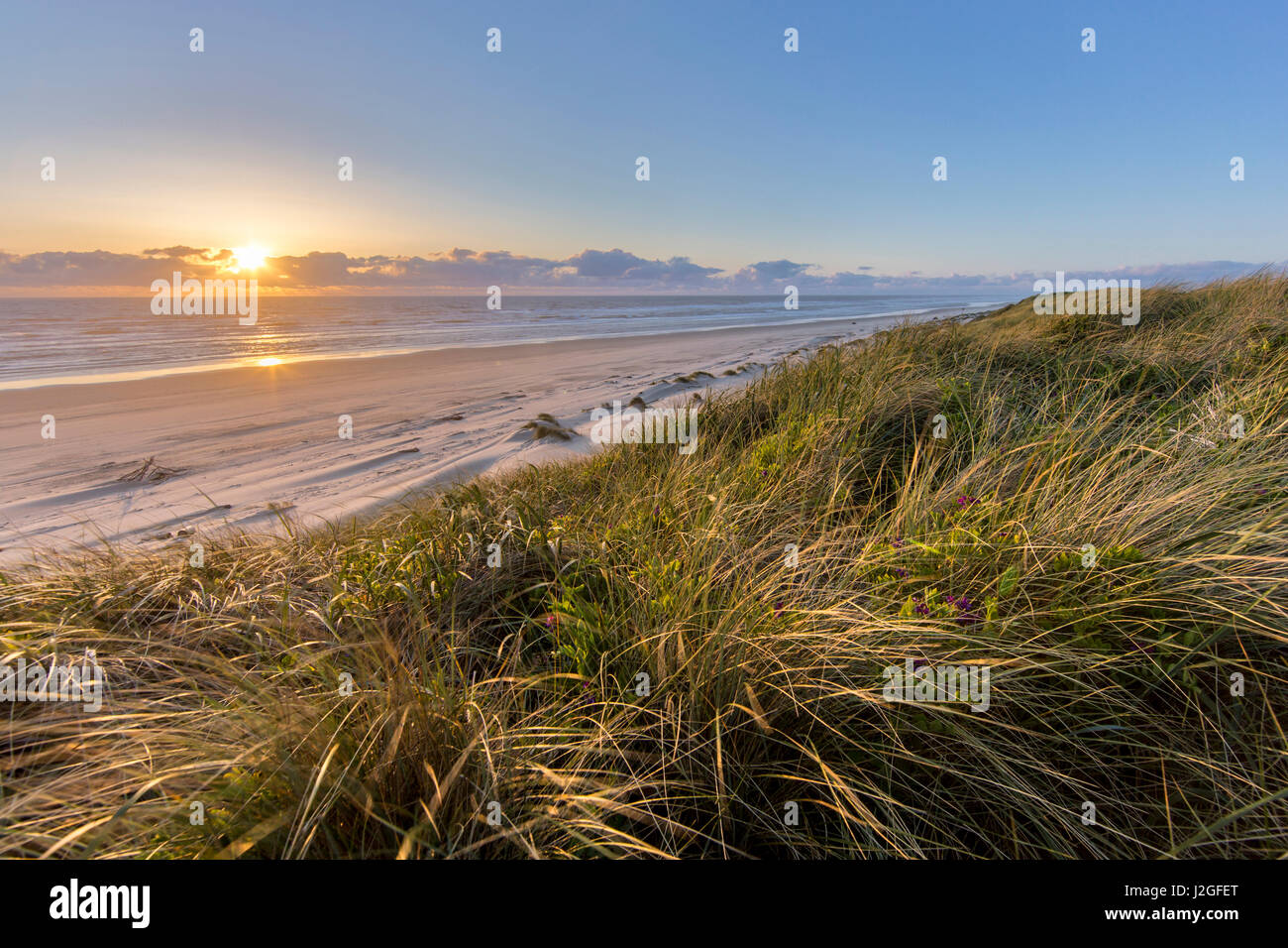 Sand dunes and Pacific Ocean in the Oregon Dunes National Recreation ...