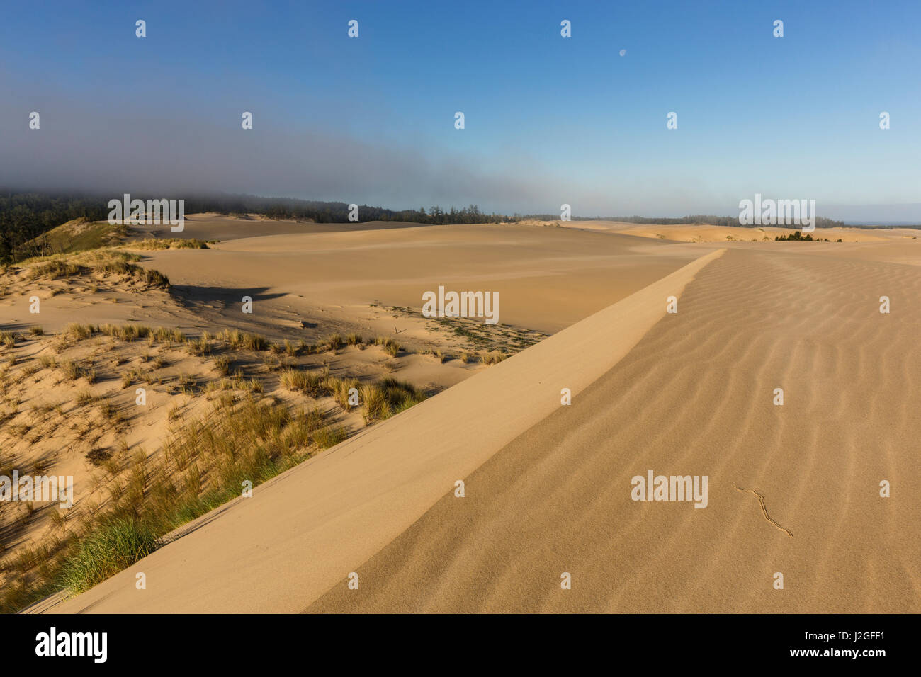 Sand dunes and Pacific Ocean in the Oregon Dunes National Recreation ...