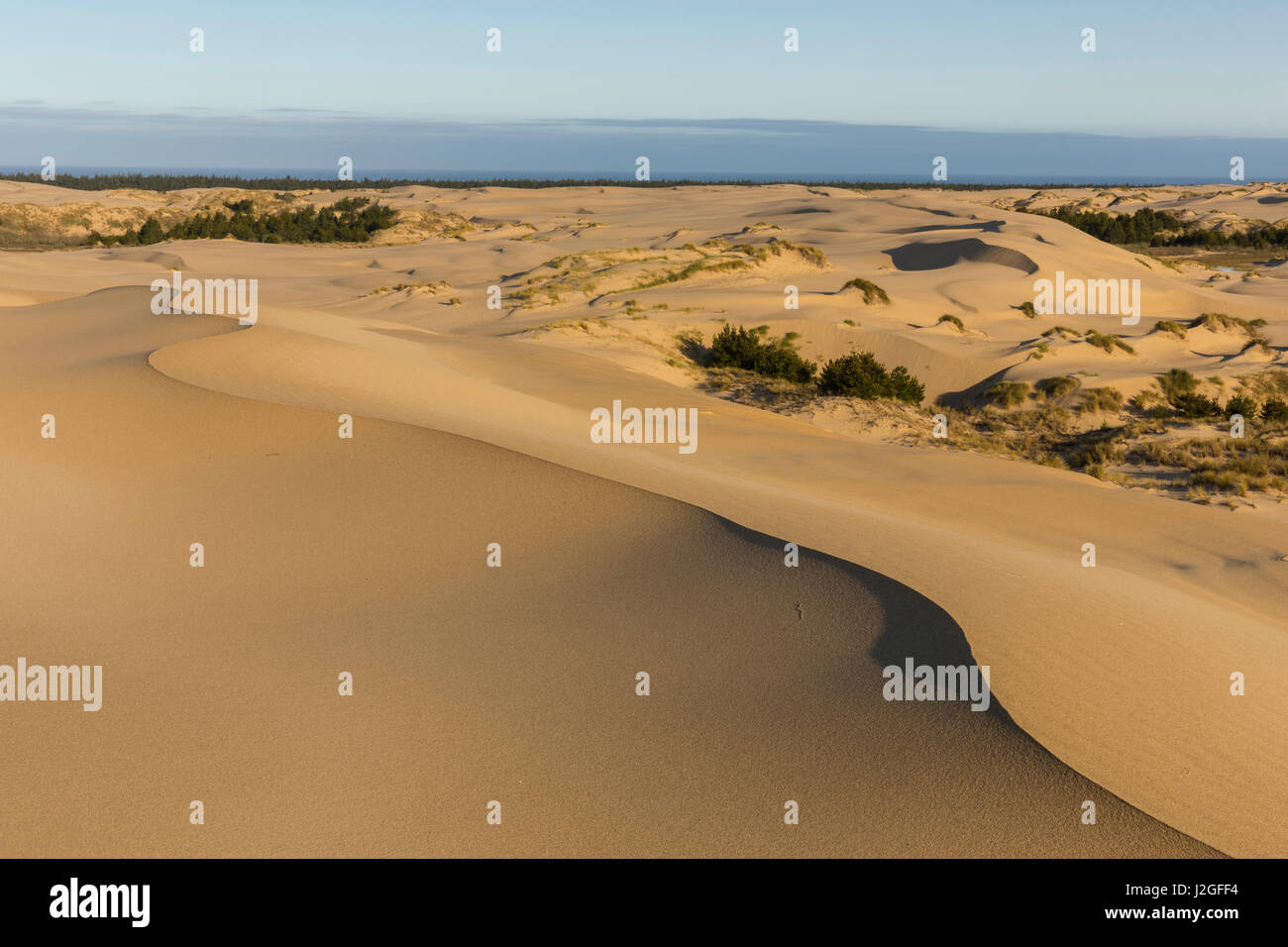 Sand dunes and Pacific Ocean in the Oregon Dunes National Recreation ...