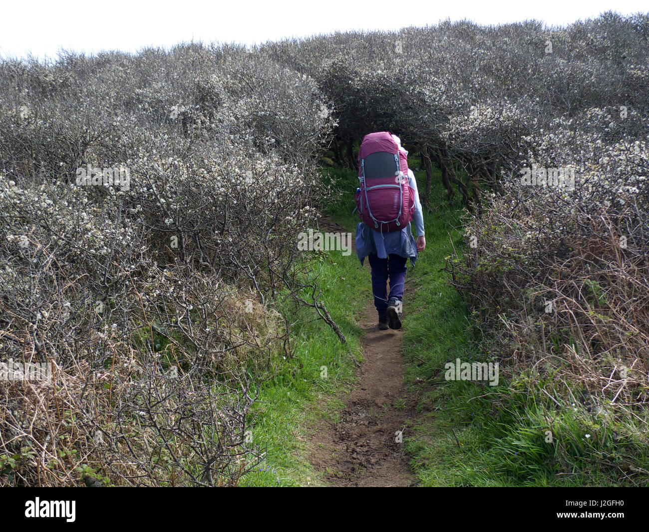 Female backpacker on South West Coast path heading for Zennor from St ...