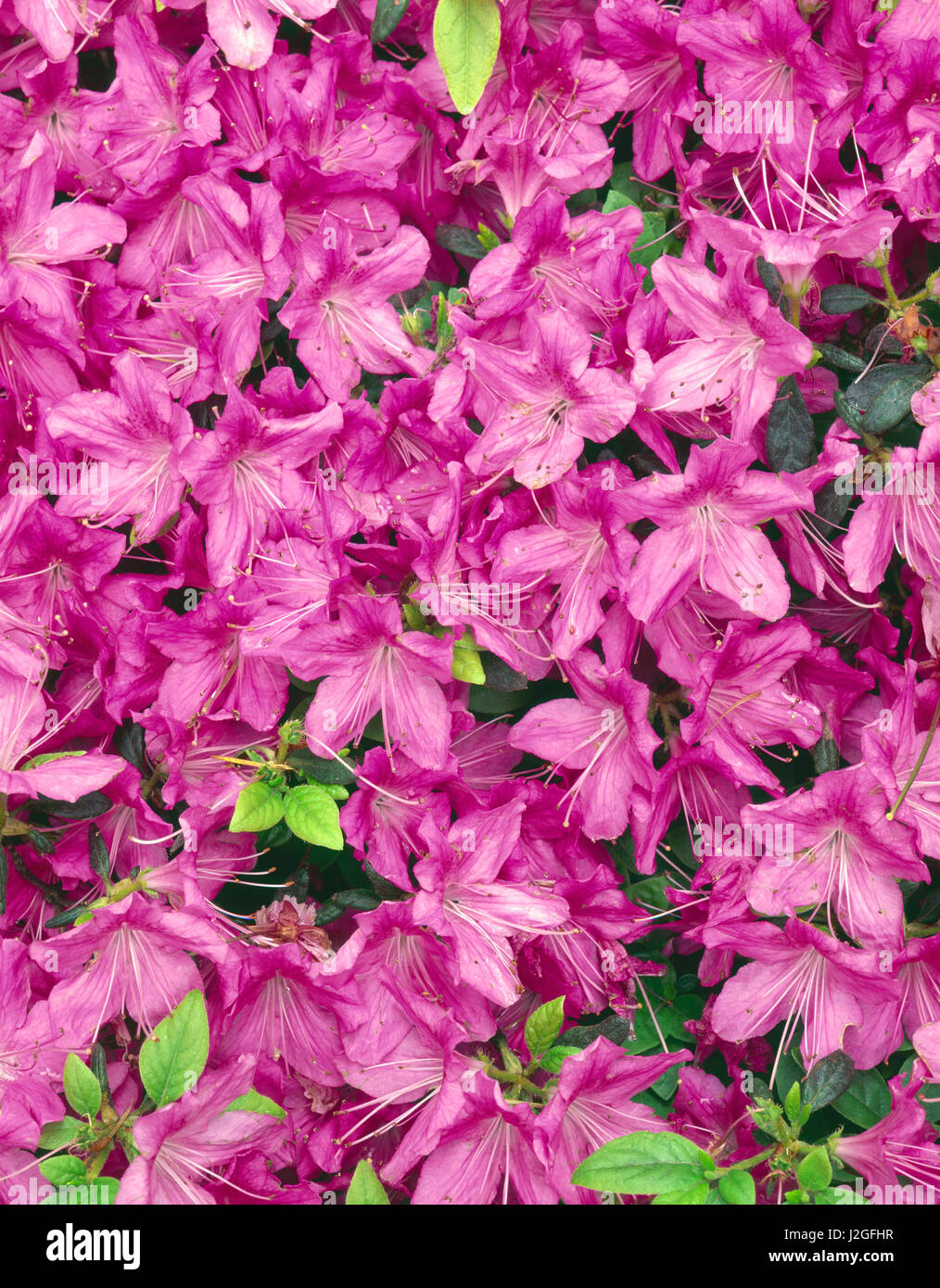 USA, Oregon, Portland, Crystal Springs Rhododendron Garden, Azalea in ...