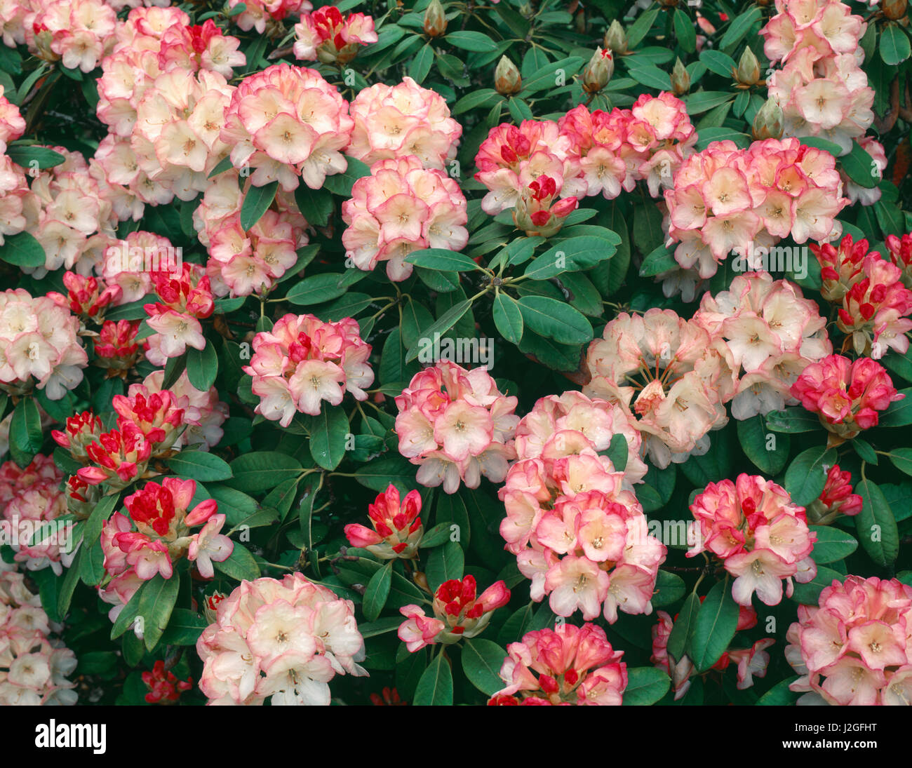 USA, Oregon, Portland, Crystal Springs Rhododendron Garden ...