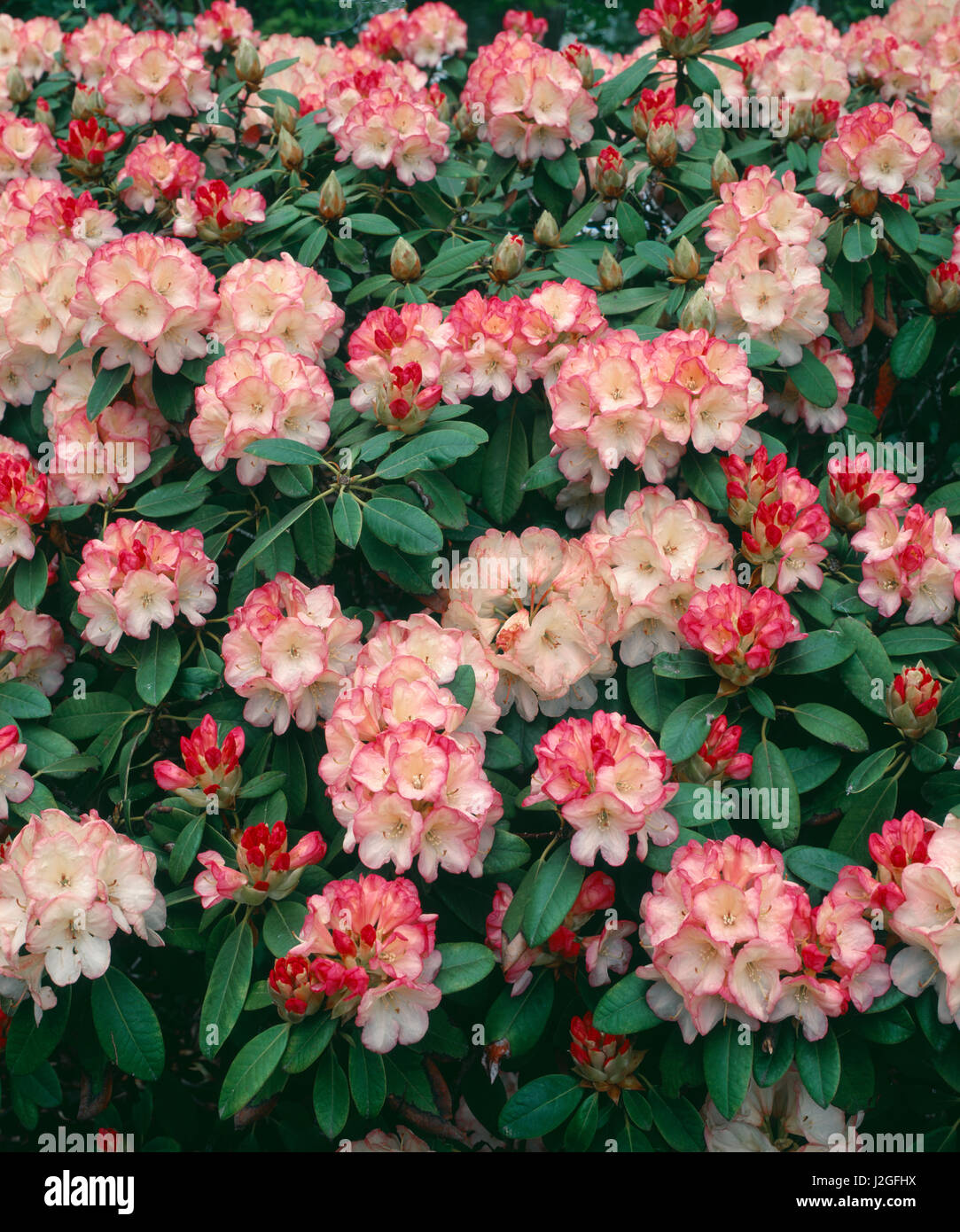 USA, Oregon, Portland, Crystal Springs Rhododendron Garden ...