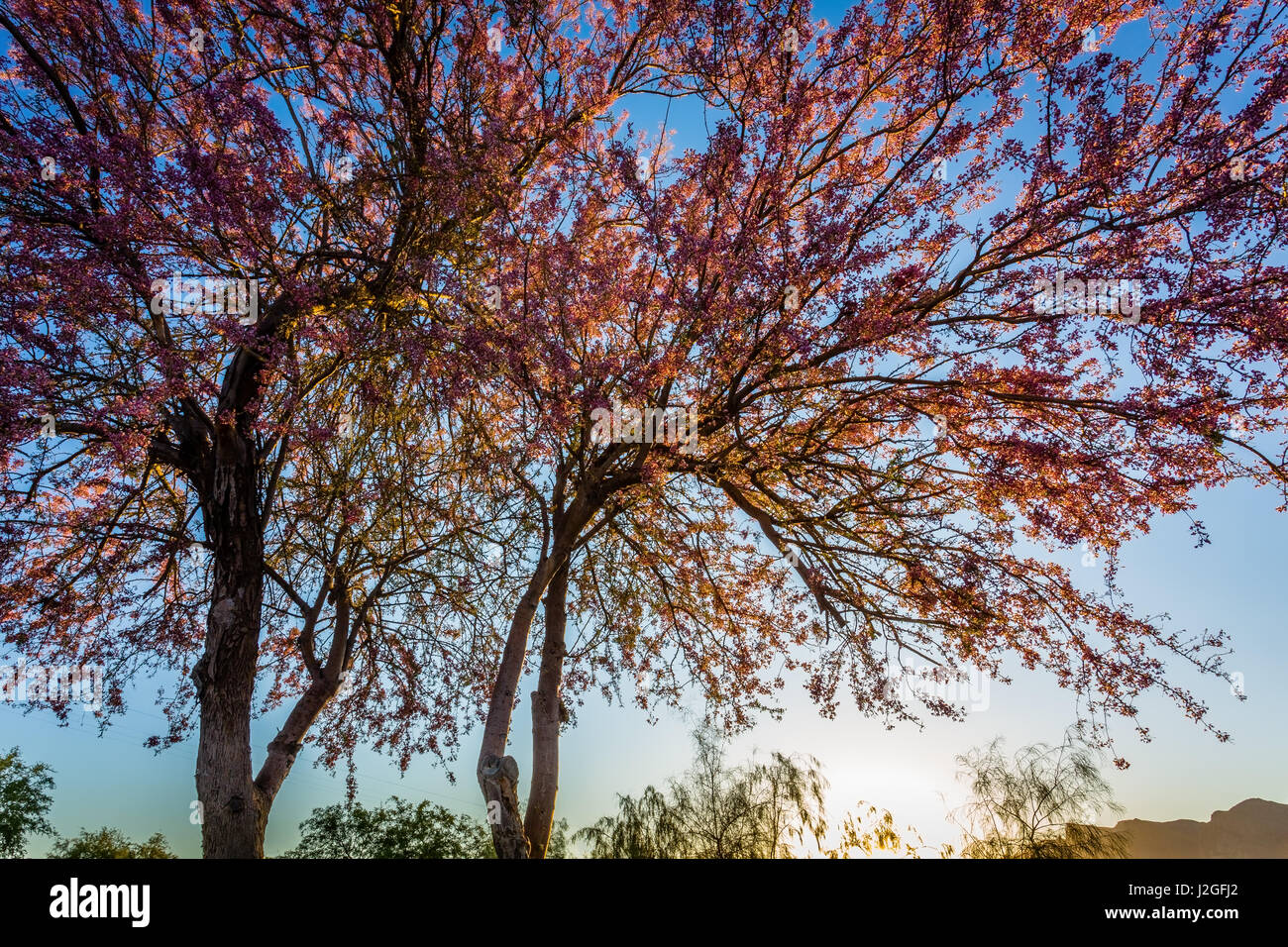 Canopy tree shade hi-res stock photography and images - Alamy