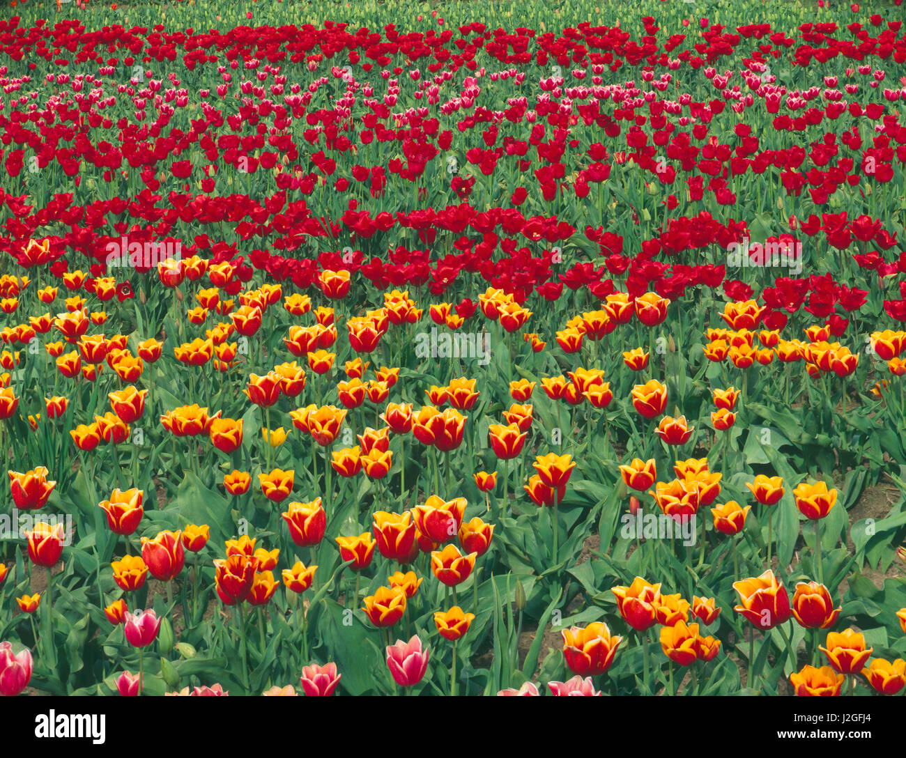 USA, Oregon, Willamette Valley, Field of colorful tulips display spring ...