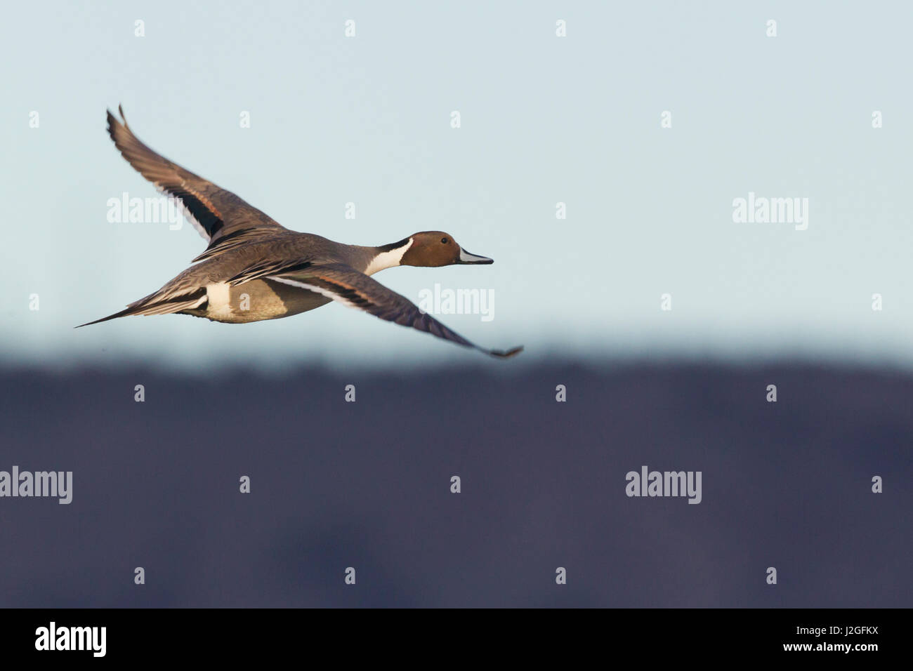 Pintail Drake in Flight Stock Photo - Alamy