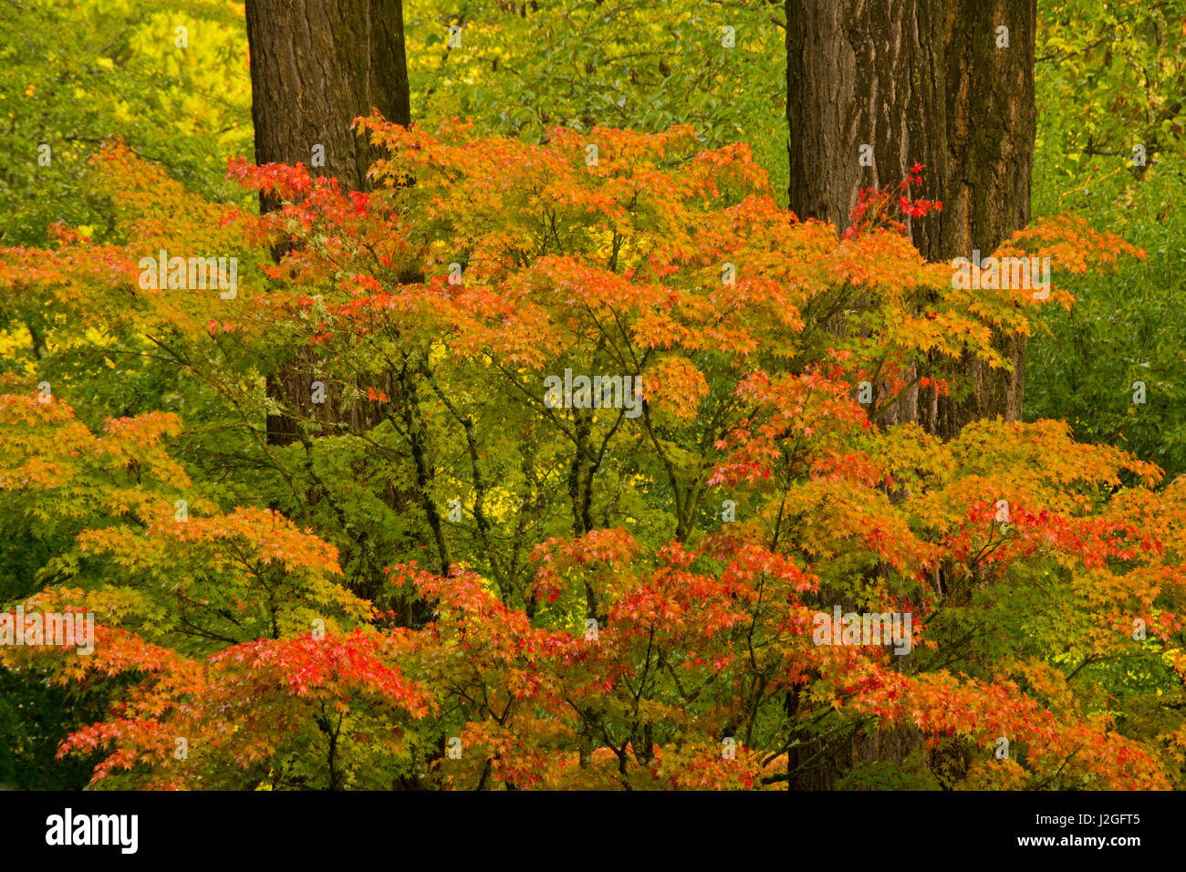Autumn, strolling garden, Portland Japanese Garden, Portland, Oregon ...