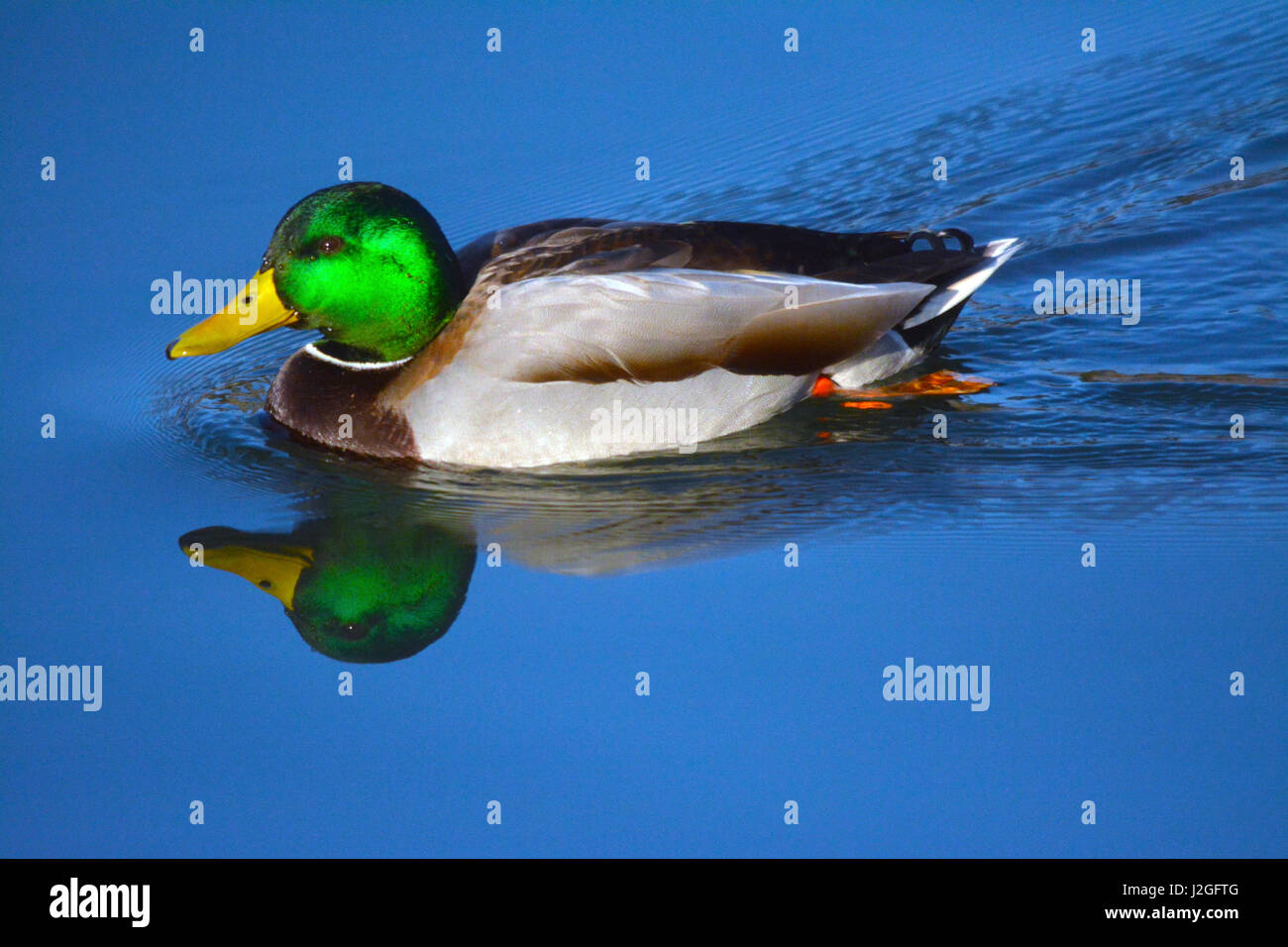 Male mallard, reflection, Commonwealth Lake Park, Beaverton, Oregon ...
