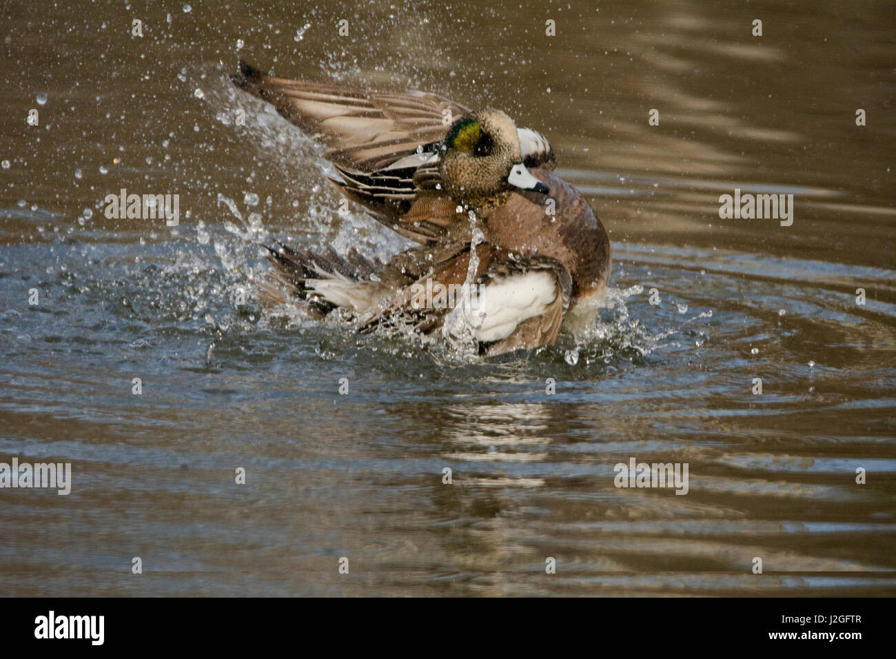 Male american wigeon wing hi-res stock photography and images - Alamy