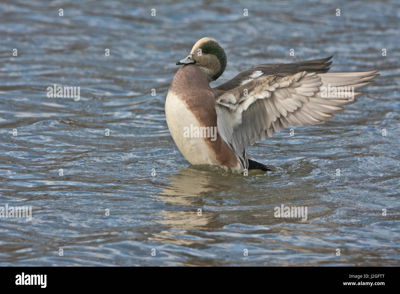 Male American Wigeon, wing flap, Commonwealth lake Park, Beaverton ...