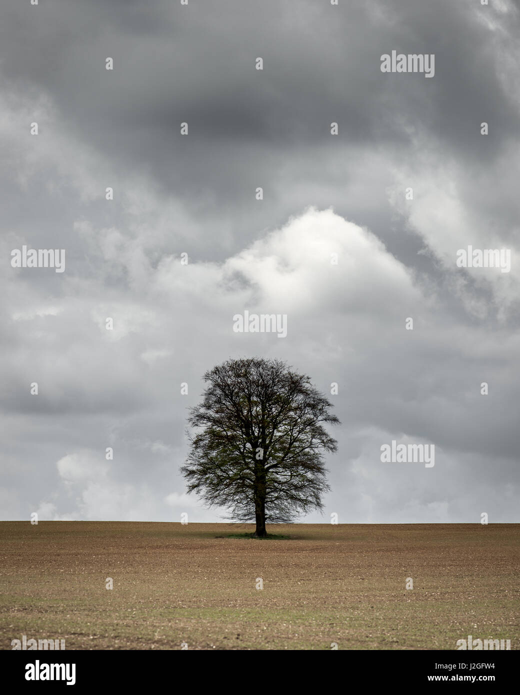 Isolated tree, against a foreboding moody sky in agricultural field in ...