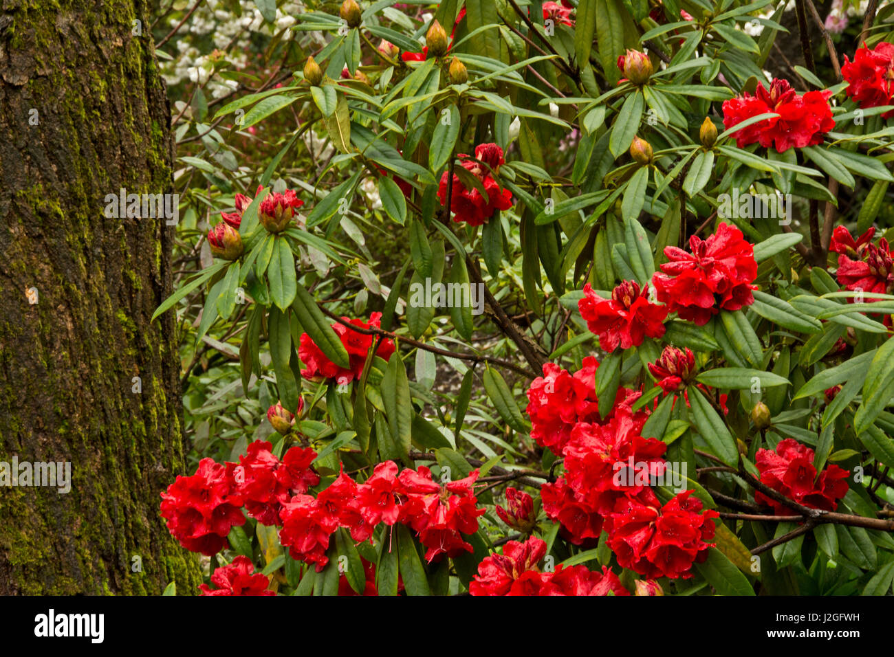 Close-up, Rhododendrons, Crystal Springs Rhododendron Garden, Portland ...