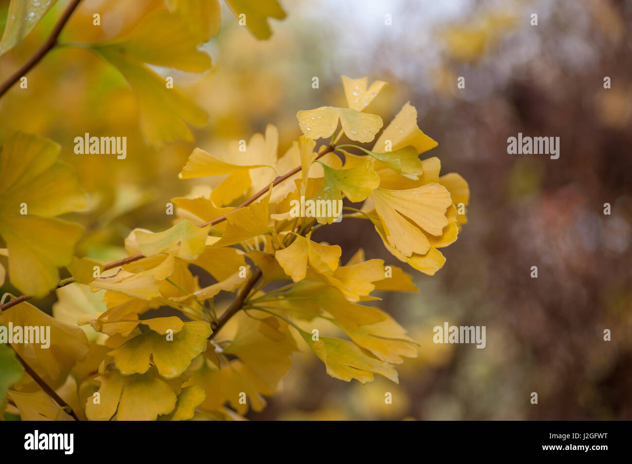Yellowing ginkgo leaves of Japanese ginkgo - autumn Stock Photo - Alamy