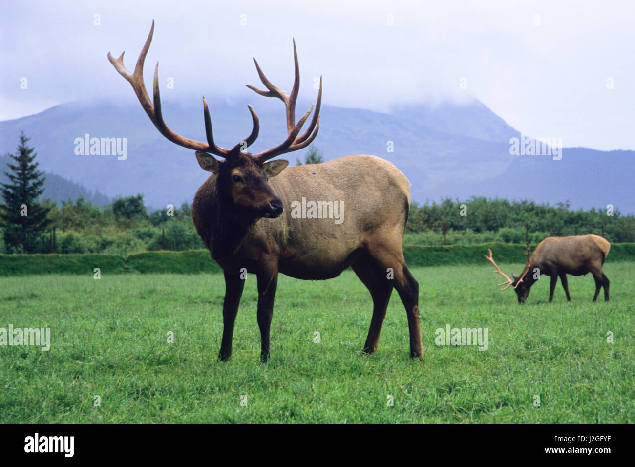 Two elk bulls grazing in a grass meadow, Alaska Wildlife Conservation ...
