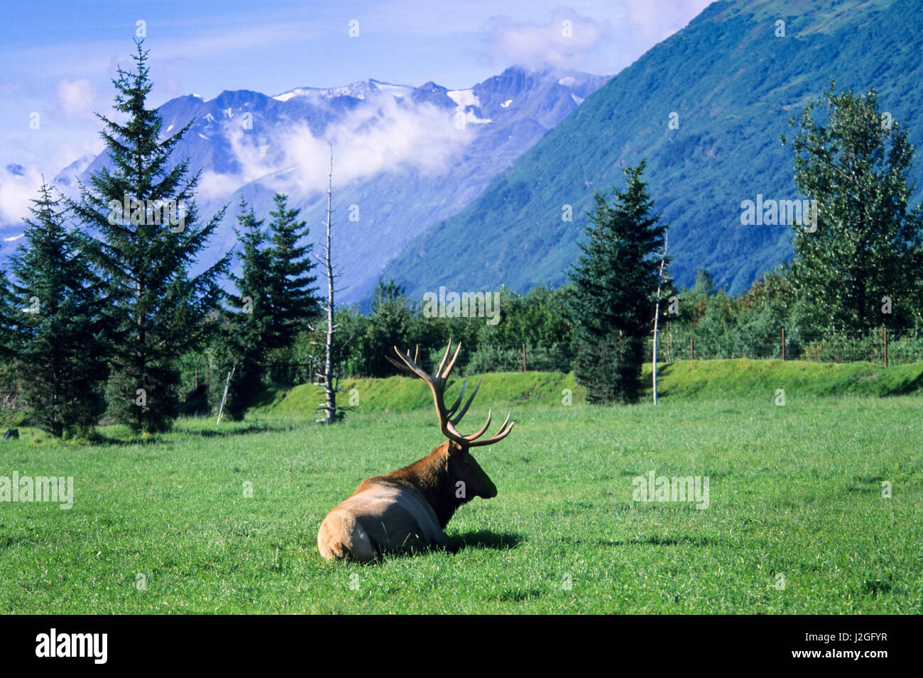 Bull laying down hi-res stock photography and images - Alamy