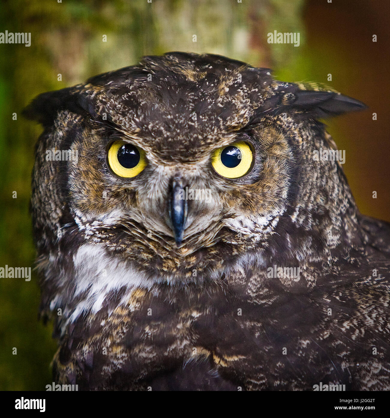 Alaska raptor center sitka hi-res stock photography and images - Alamy