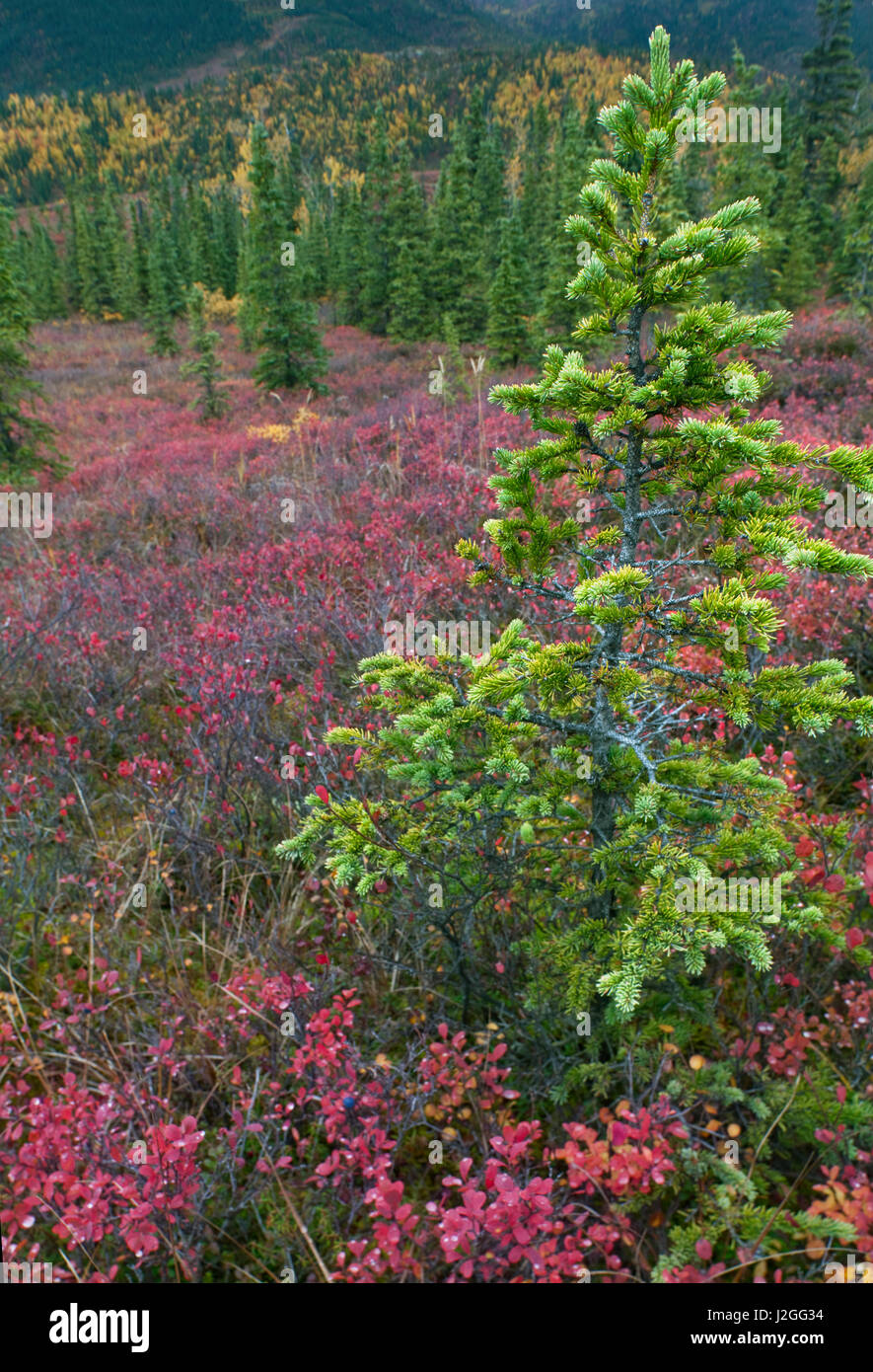 USA, Alaska, Fall Foliage, Sheep Mountain Stock Photo - Alamy