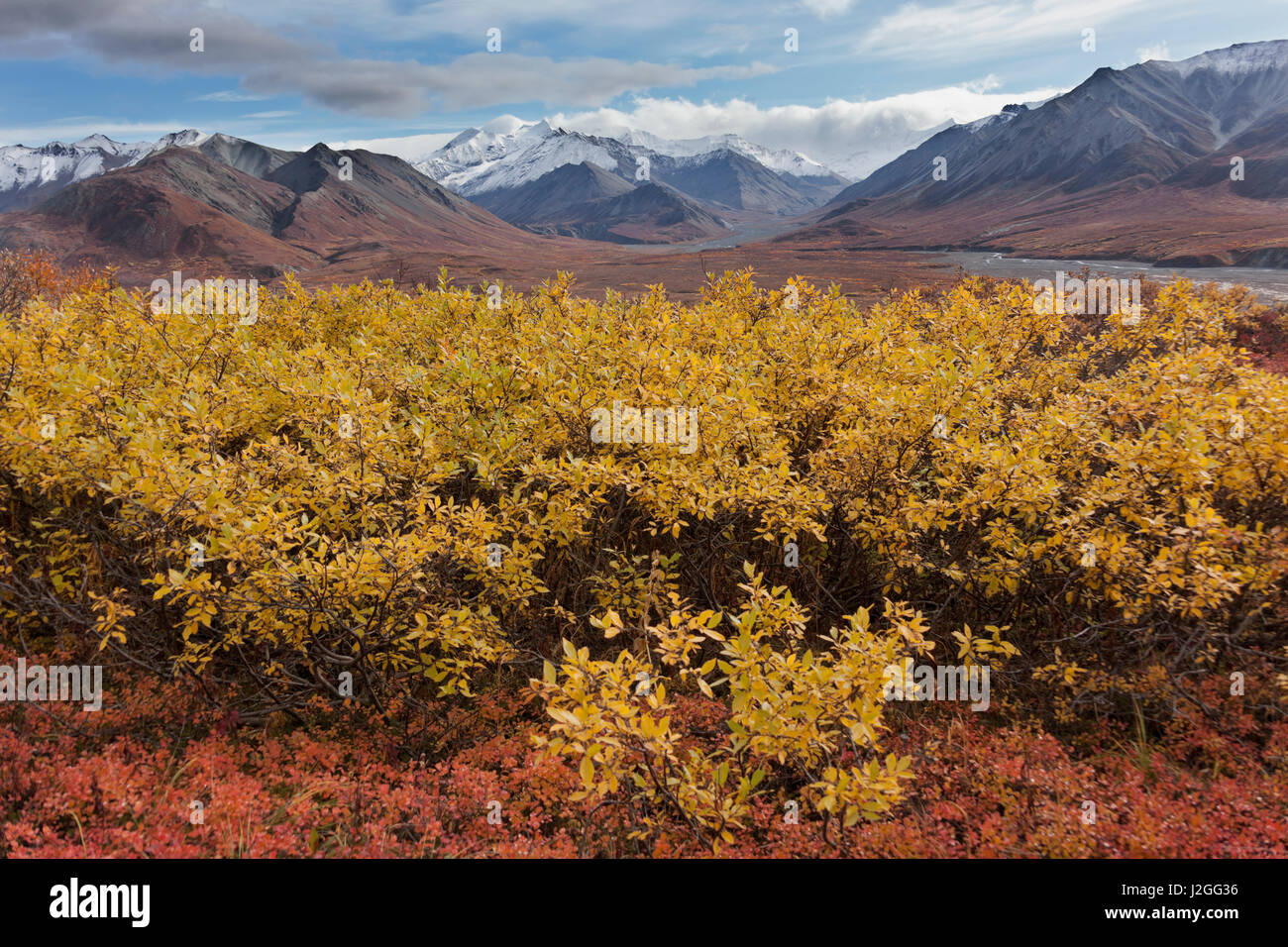 USA, Alaska, Fall Foliage Stock Photo - Alamy
