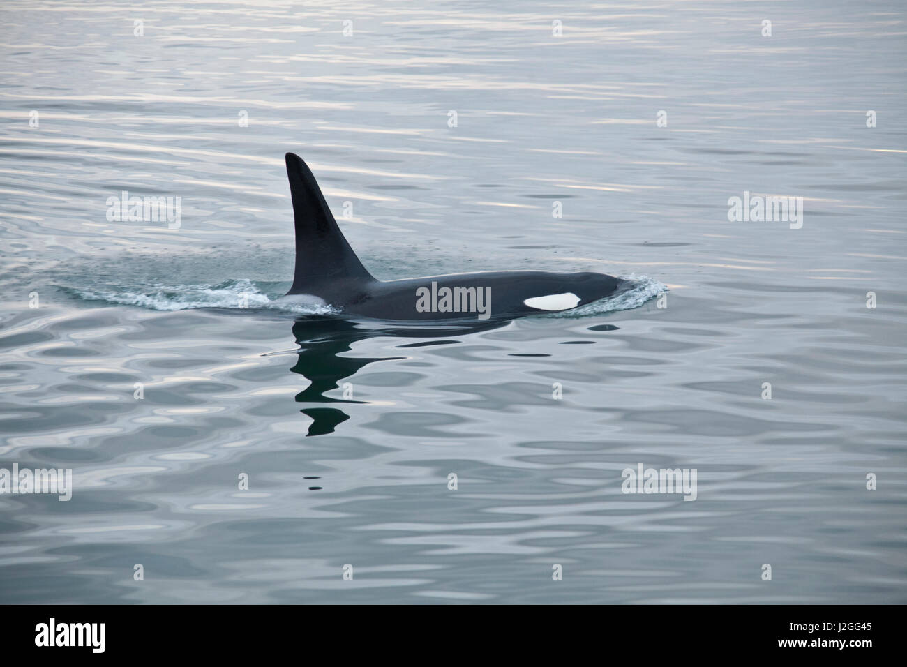 USA, Alaska, Inside Passage, Orcas Cruising Stock Photo - Alamy