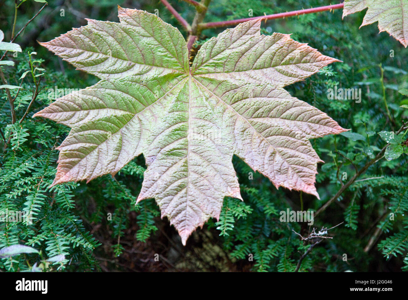 USA, Alaska, Inside Passage, Leaf Stock Photo - Alamy