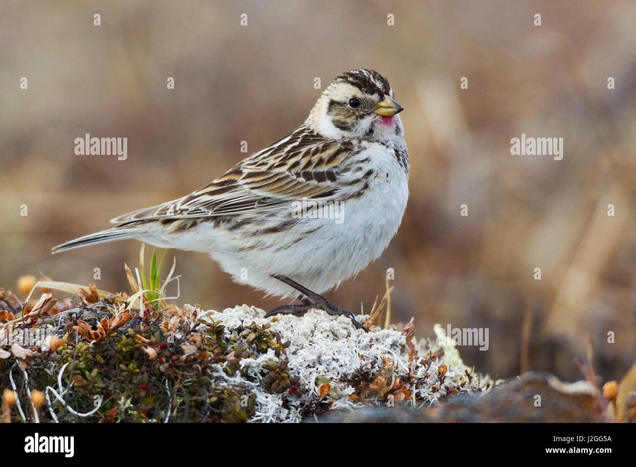 Lapland Longspur (female Stock Photo - Alamy