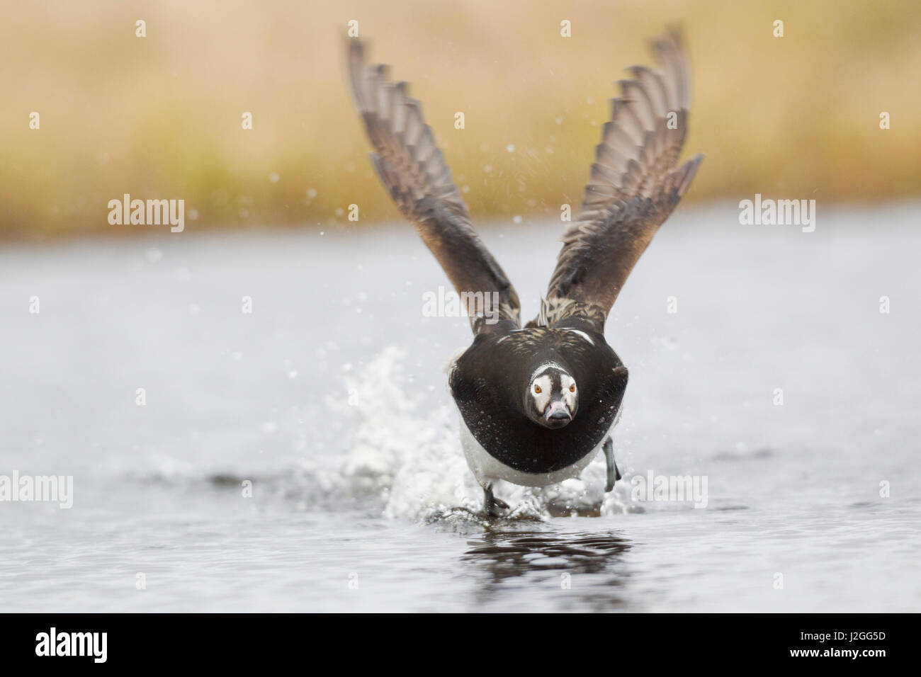 Long-tailed Duck, calling display, protecting territory Stock Photo - Alamy