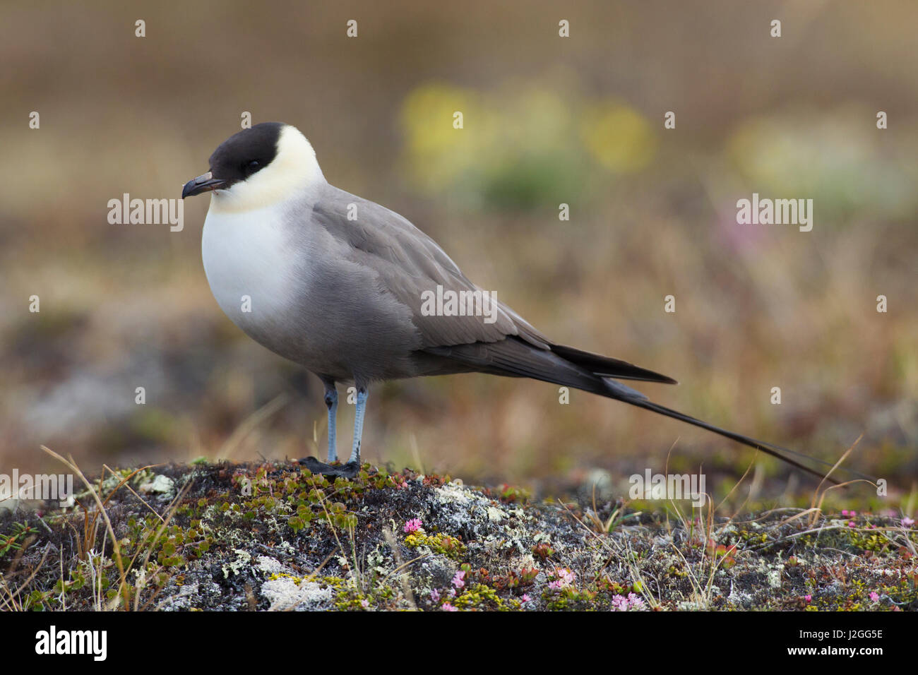 Ken jaeger hi-res stock photography and images - Alamy