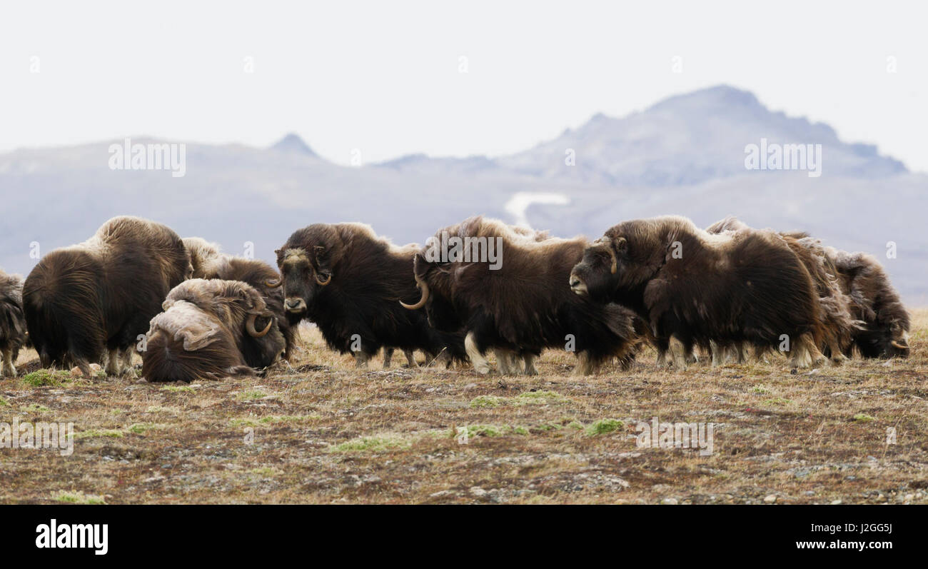 Musk Ox Herd Stock Photo - Alamy