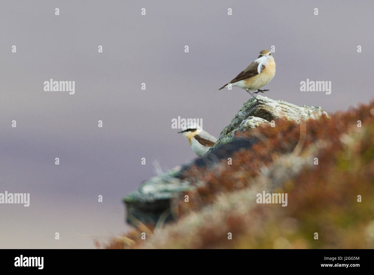 Northern wheatear pair hi-res stock photography and images - Alamy