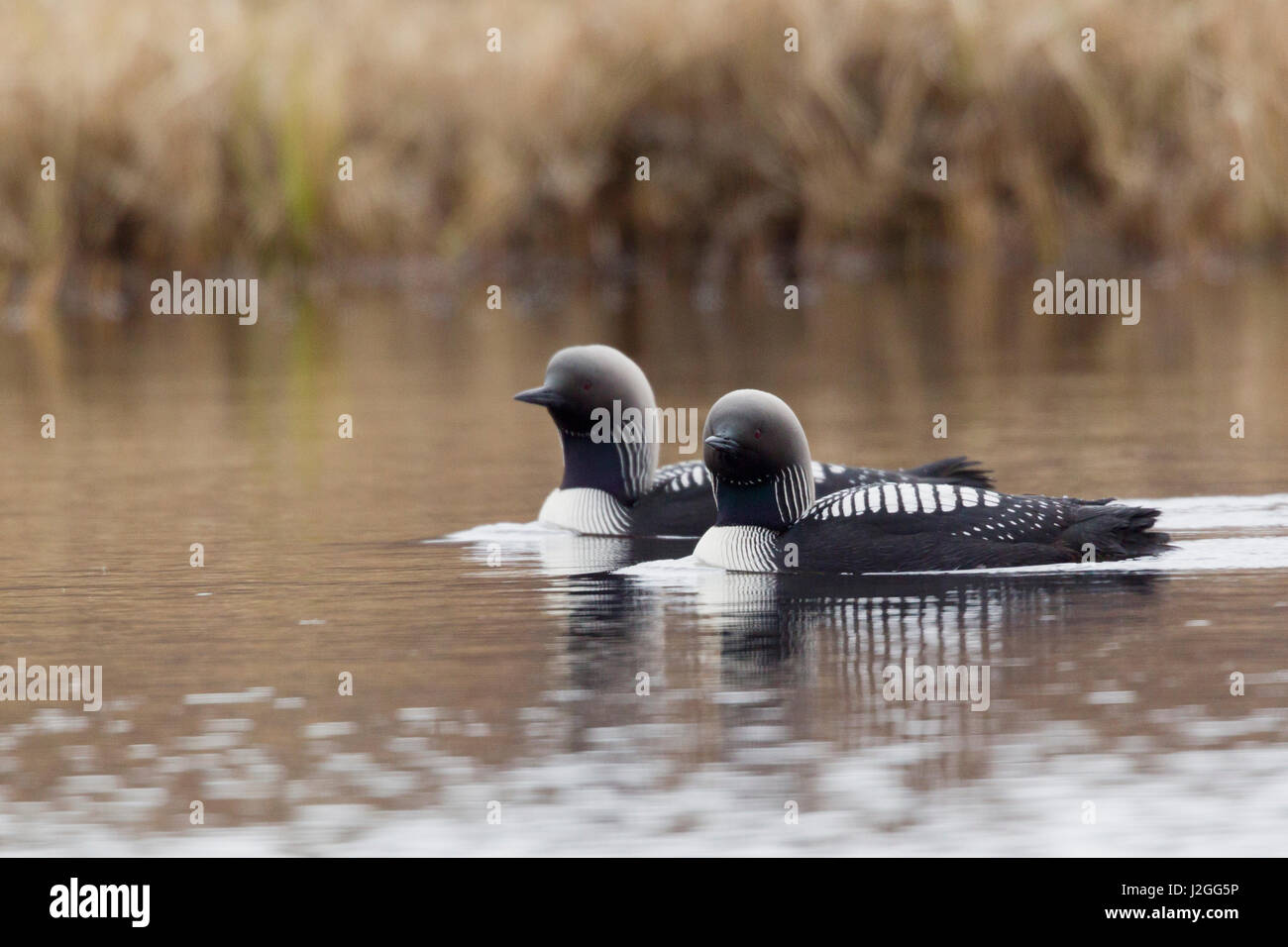 Pacific Loon Pair Stock Photo - Alamy