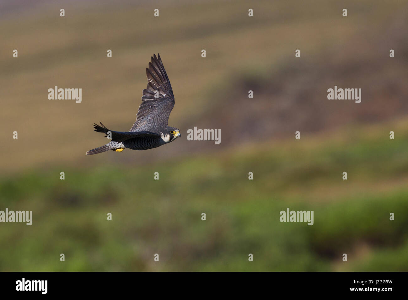 Arctic peregrine falcon hi-res stock photography and images - Alamy