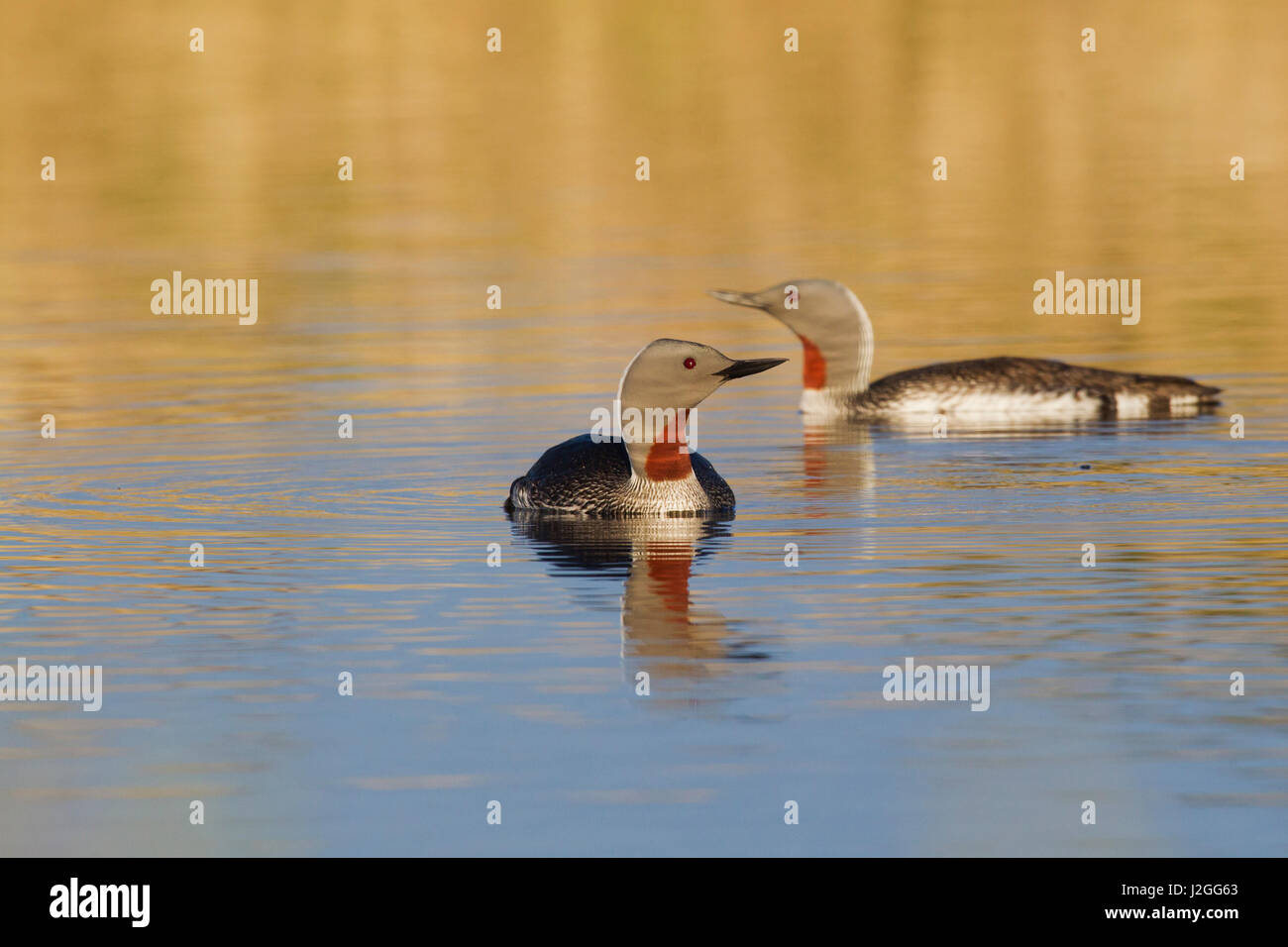 Red-throated Loon Pair Stock Photo - Alamy