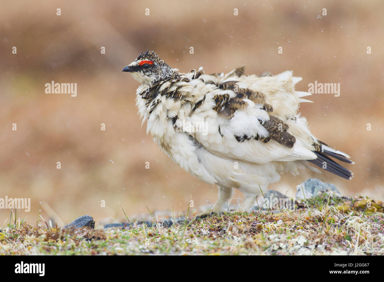 Rock Ptarmigan, shaking off the rain Stock Photo - Alamy